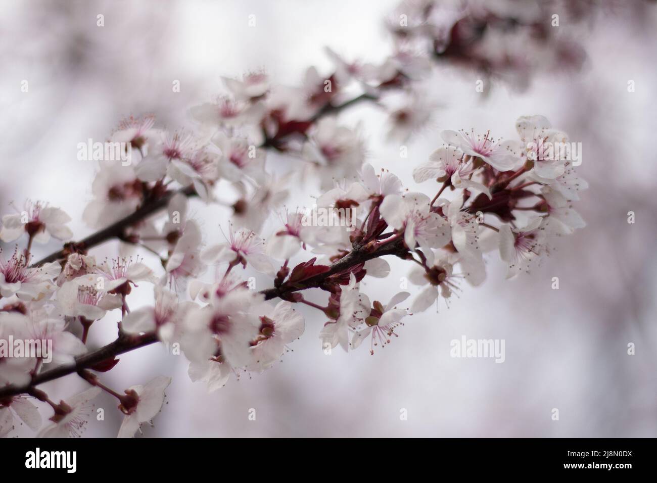 Springtime cherry blossom Stock Photo - Alamy