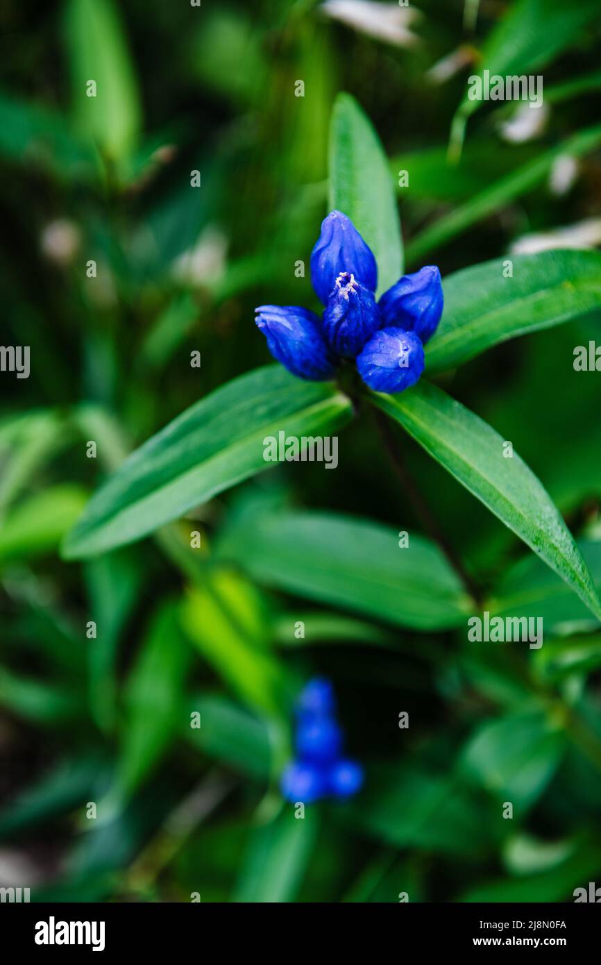 Wolf's bane flower, Kamikawa, Hokkaidō, Hokkaido, Japan, Asia Stock ...