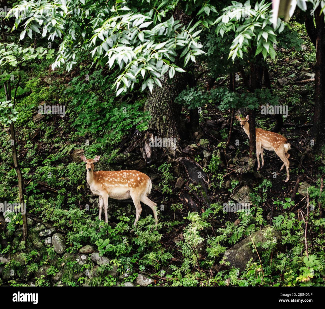Sika deer buck hi-res stock photography and images - Alamy