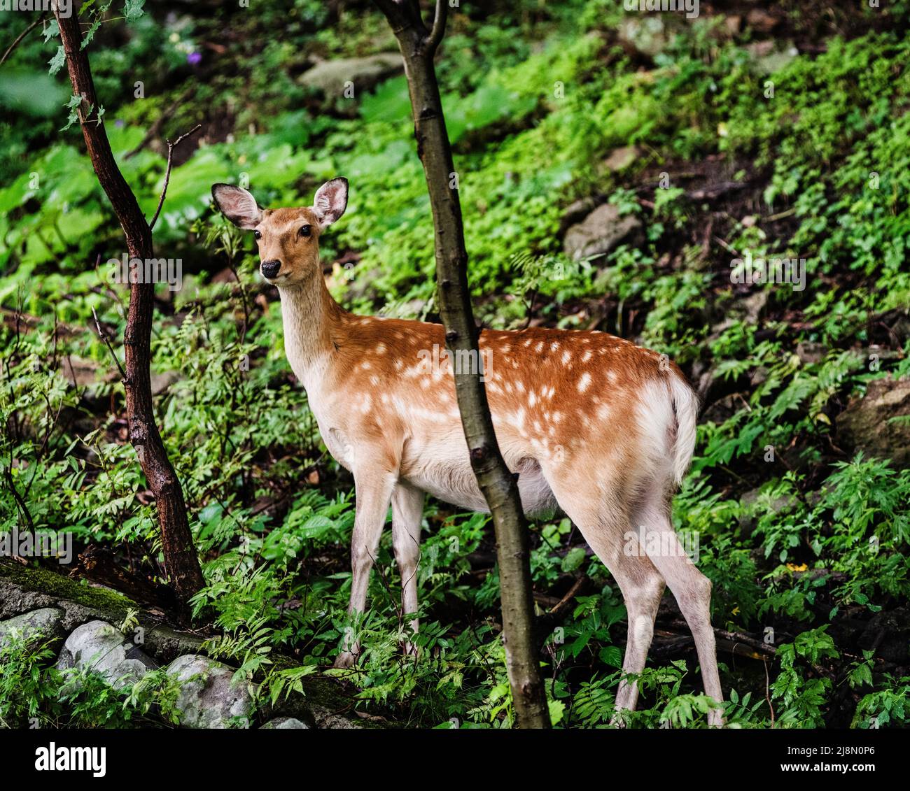 Sika deer, Daisetsuzan National Park, Kamikawa, Hokkaidō, Hokkaido ...