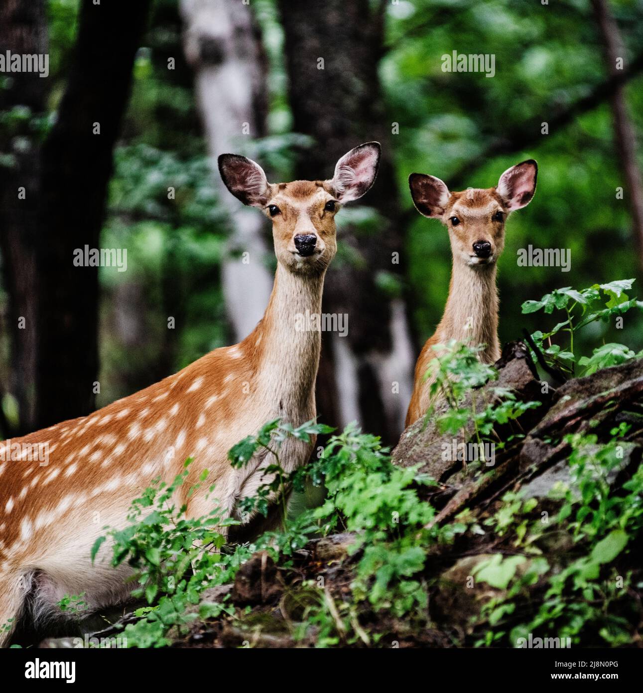 Sika deer buck hi-res stock photography and images - Alamy
