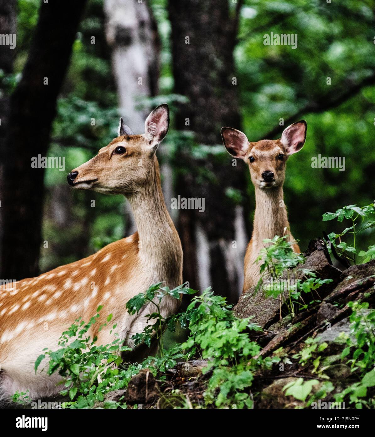 Sika deer, Daisetsuzan National Park, Kamikawa, Hokkaidō, Hokkaido ...
