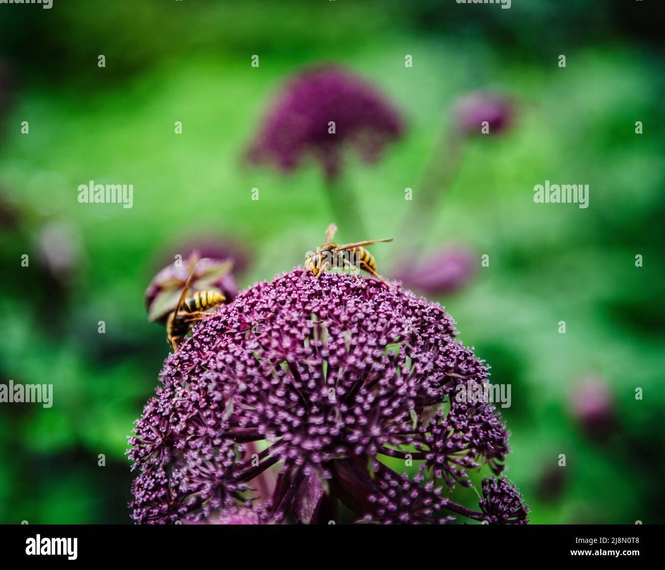 Bees in nature hi-res stock photography and images - Alamy