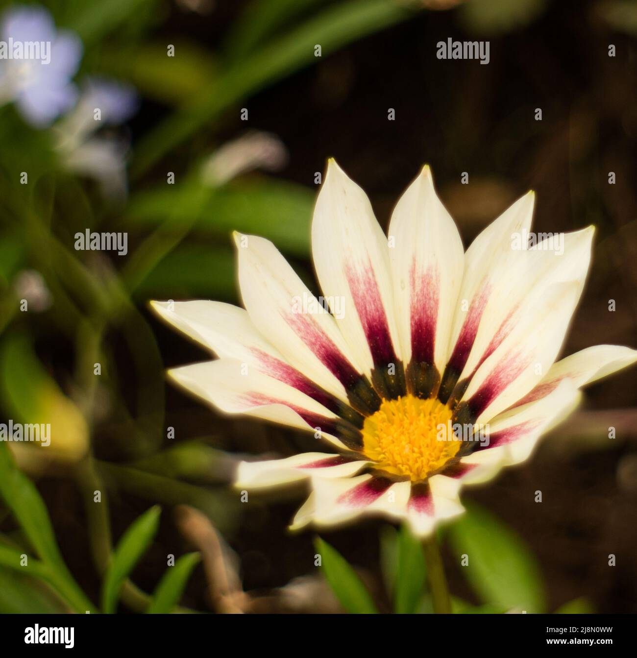 Beautiful colorful annual flower hi-res stock photography and images ...