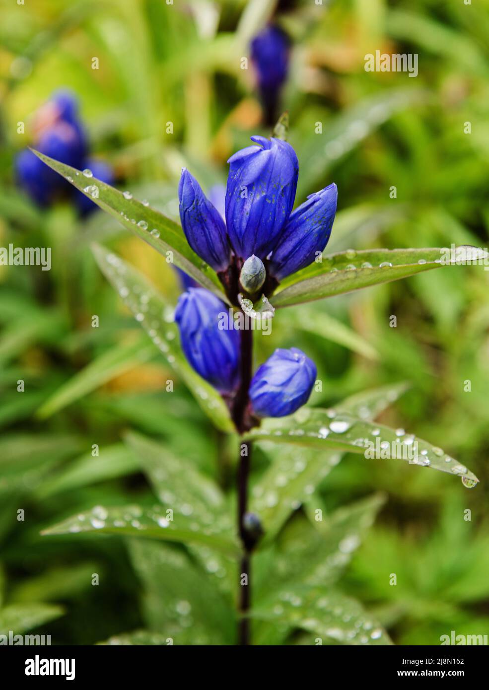 Wolfs flower hi-res stock photography and images - Alamy