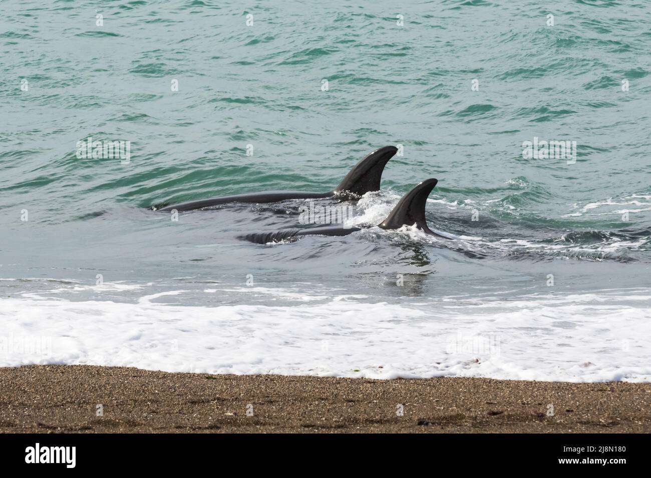 Killer whale hunting sea lions hi-res stock photography and images - Alamy