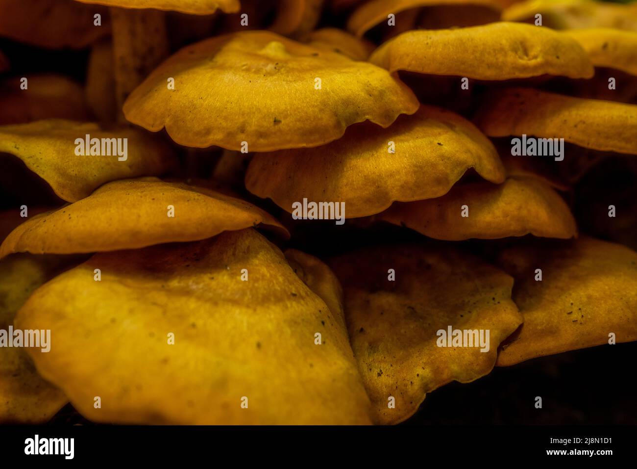 Large Bunch of Yellow Mushrooms Grow In Tight Clump in Great Smoky ...