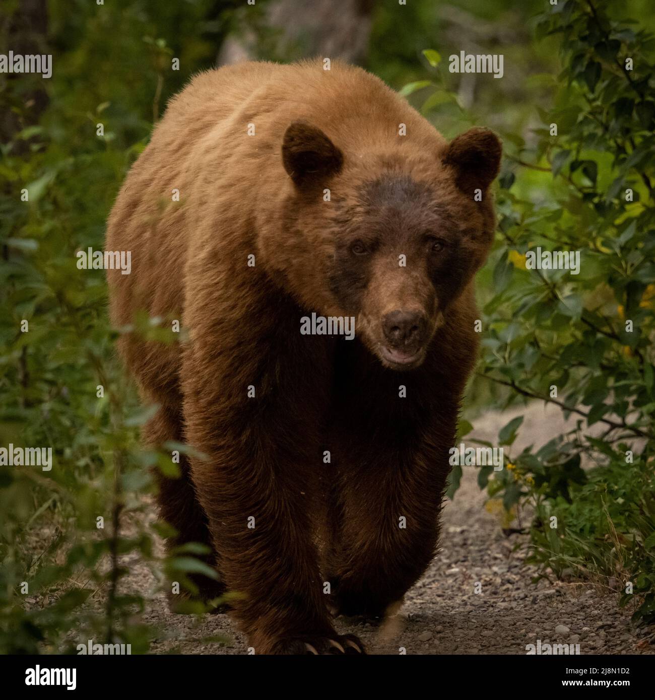 Large Cinnamon Black Bear Walking Down Trail Looks At Camera in Glacier ...