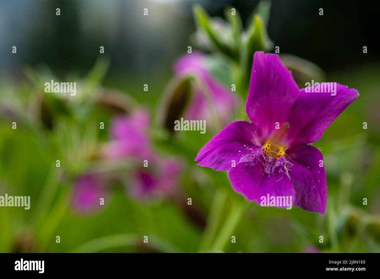Lewis Monkeyflower Blossom From Above in field in Yellowstone National ...