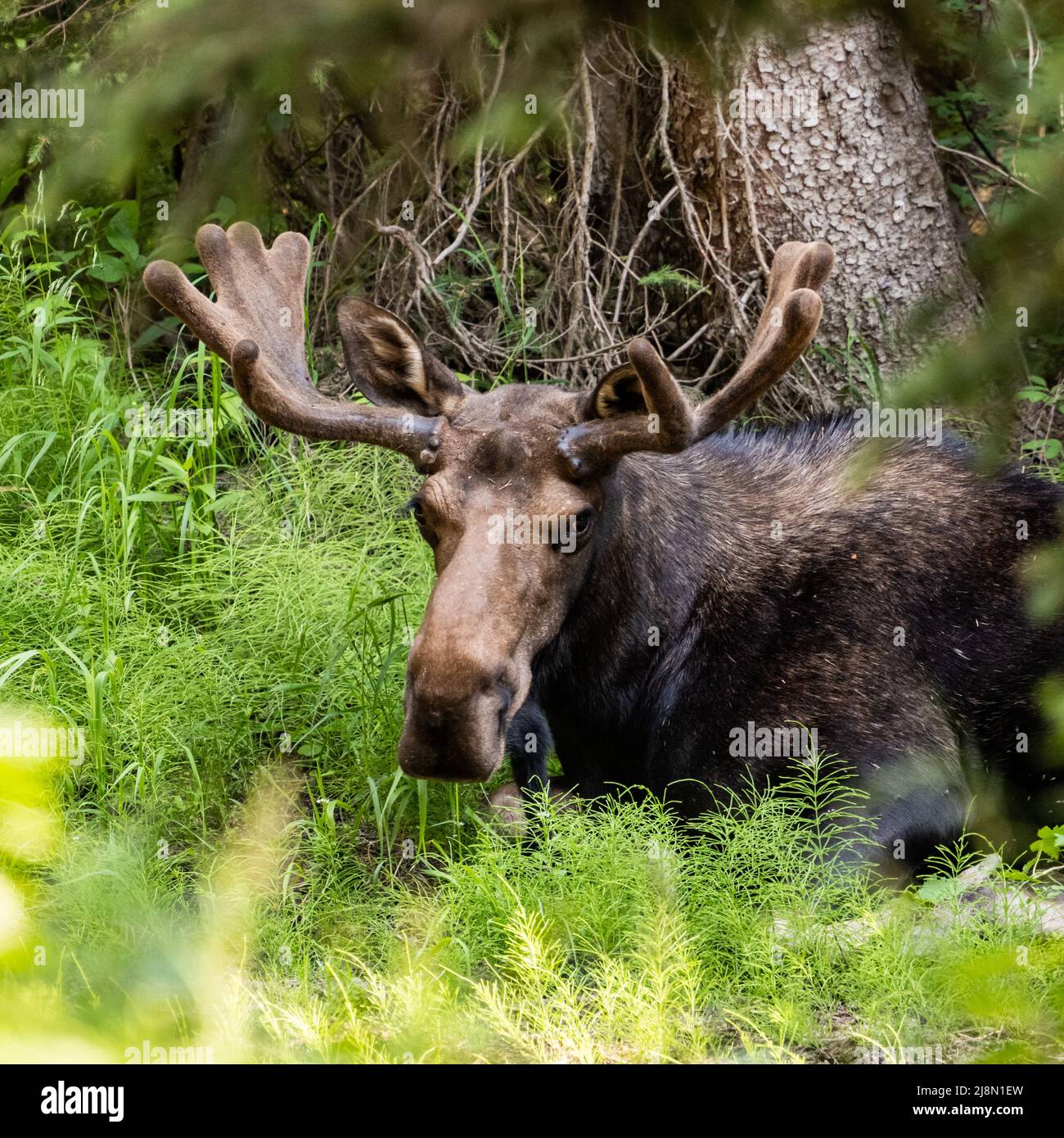 Grumpy look hi-res stock photography and images - Alamy