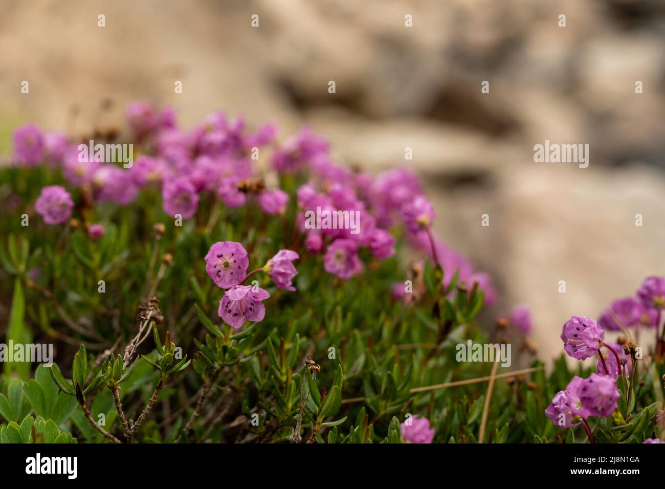 Mountain Heather Blooms in the High Mountains of Rocky Mountain ...
