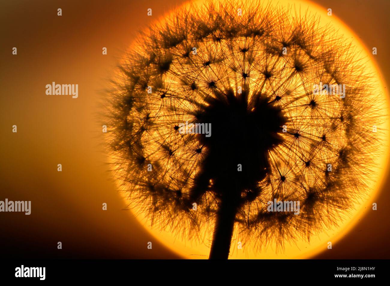 Blowing weeds hi-res stock photography and images - Alamy