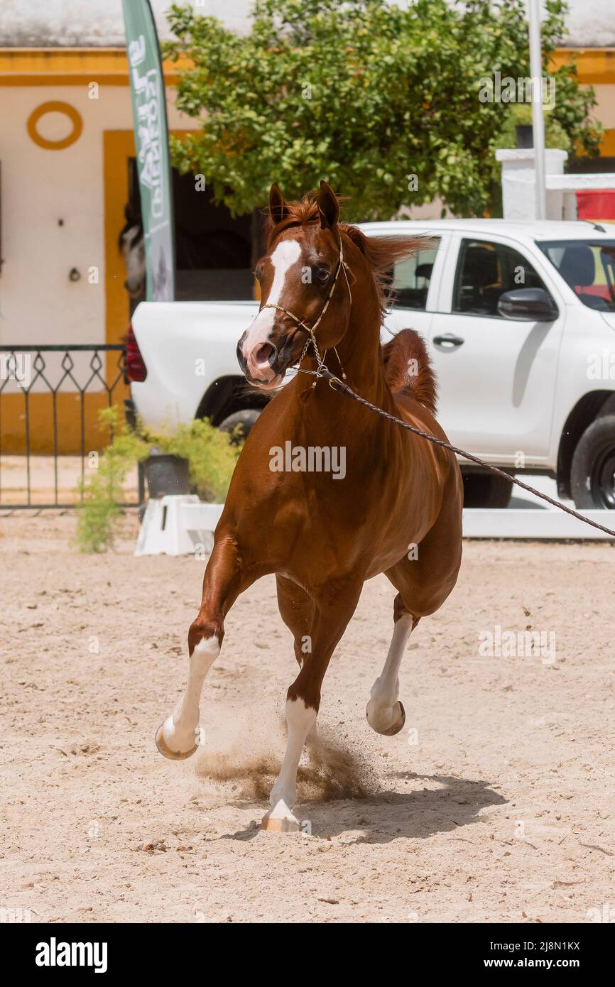 Full body portrait of an pure spanish arabian stallion trotting in a ...