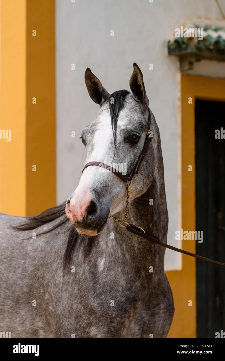 Beautiful face portrait of a pure spanish arabian grey mare Stock Photo ...