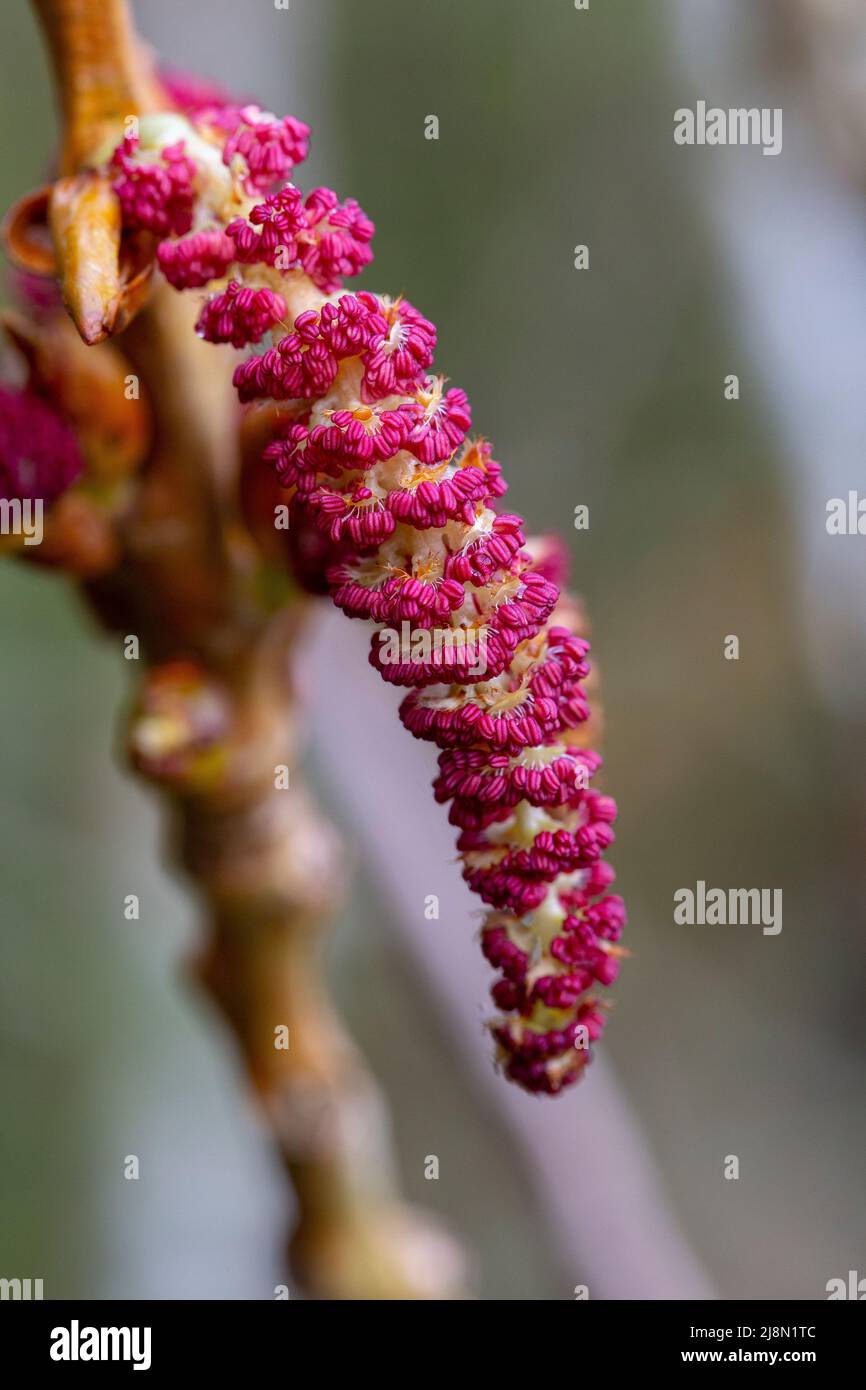 Male flower of Populus nigra subsp. betulifolia Stock Photo - Alamy