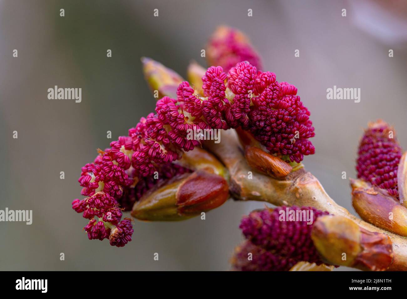 Male flower of Populus nigra subsp. betulifolia Stock Photo - Alamy