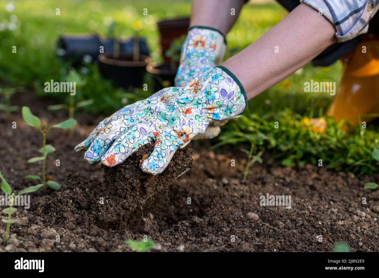 Female gardener planting flowers in her flowerbed. Gardening concept ...