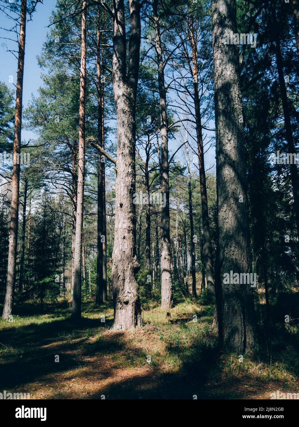 Forest mountains trees scenery. Beautiful vertical vintage trees forest ...