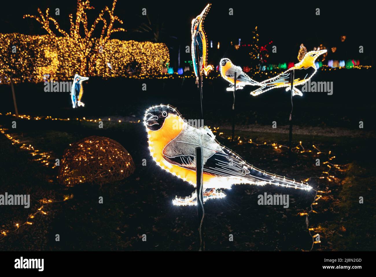 Luminous birds hi-res stock photography and images - Alamy
