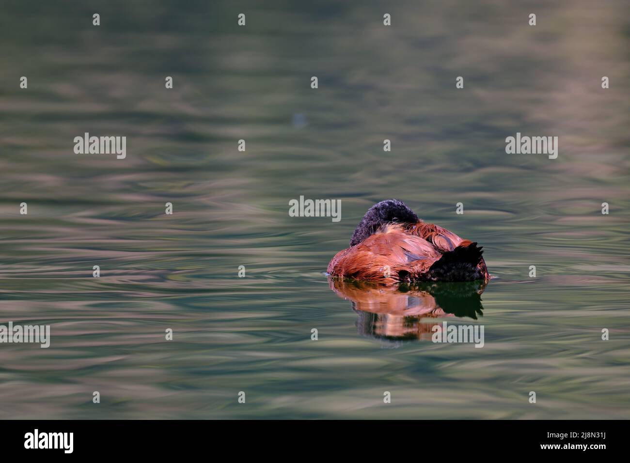 Andean duck (Oxyura ferruginea), beautiful solitary specimen resting on ...