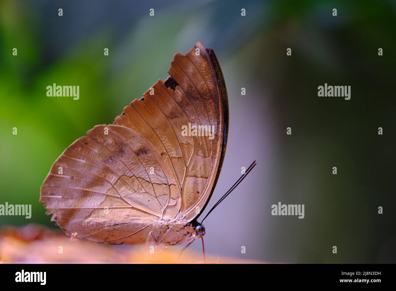 Beautiful blue morpho butterfly (Morpho sp.) perched with its wings ...
