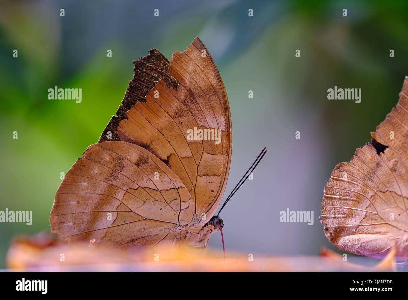 Beautiful blue morpho butterfly (Morpho sp.) perched with its wings ...