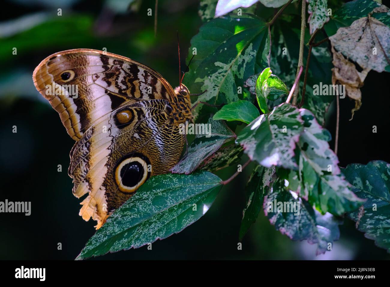 Owl's eye butterfly (Caligo sp.) perched on a branch inside the jungle ...