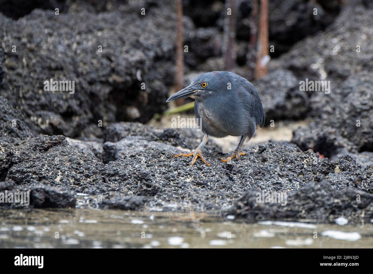 Ecuador; Galapagos; Genovesa Island aka Tower. Galapagos heron aka Lava ...