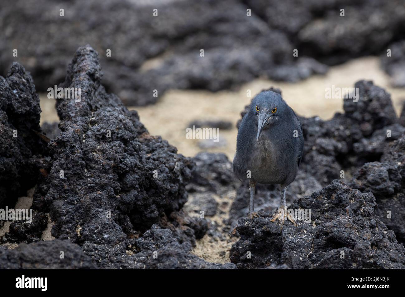 Ecuador; Galapagos; Genovesa Island aka Tower. Galapagos heron aka Lava ...