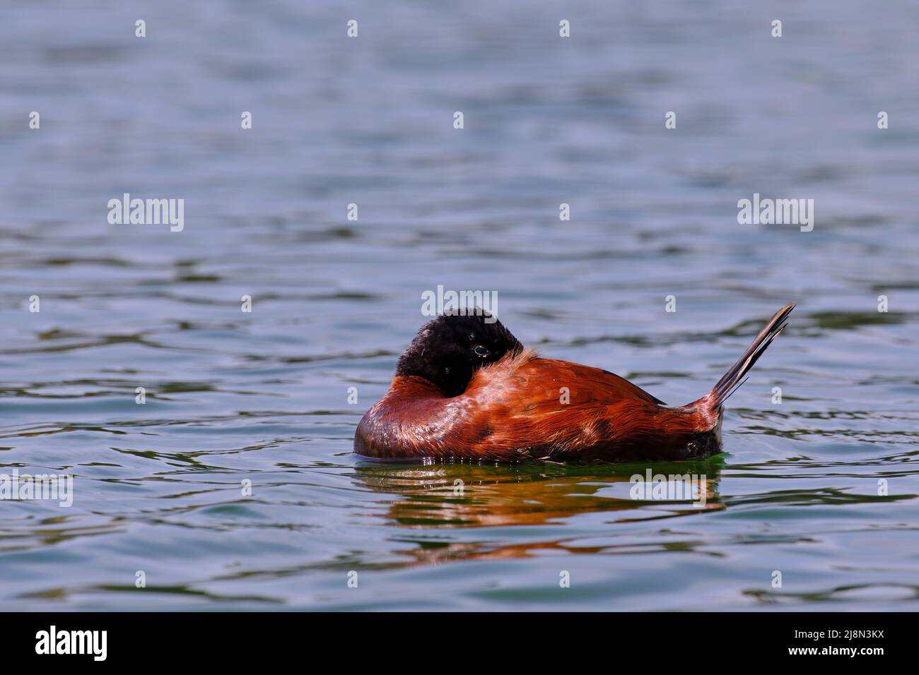 Oxyure hi-res stock photography and images - Alamy