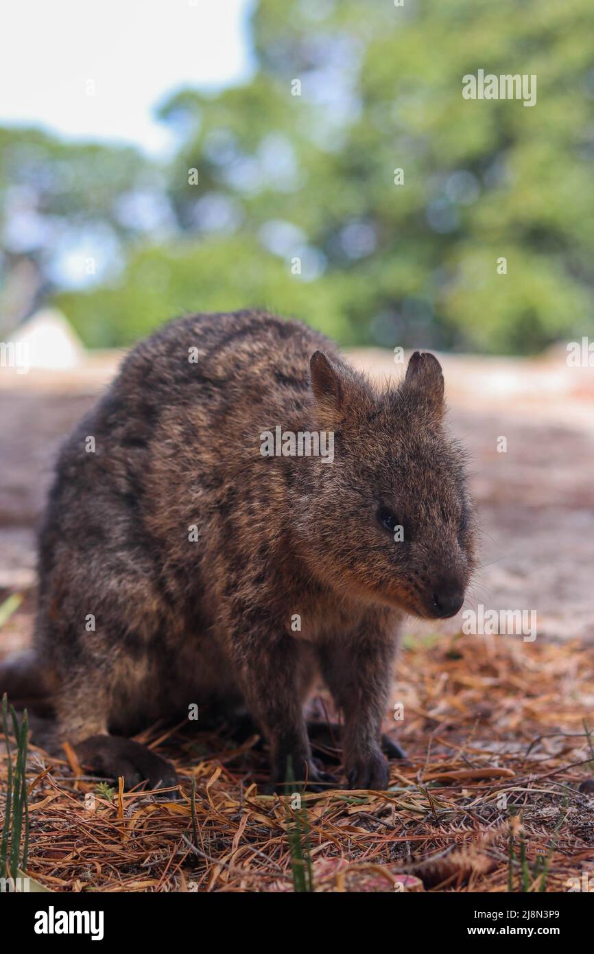 Real quokka sleepy on the leafy ground of australia Stock Photo - Alamy