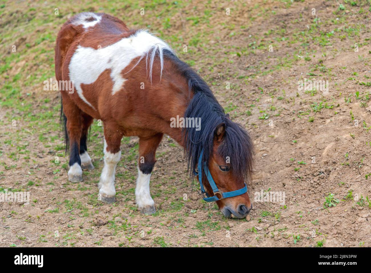 Small Pet Pony Horse Grazing at Farm Animal Theme Stock Photo - Alamy