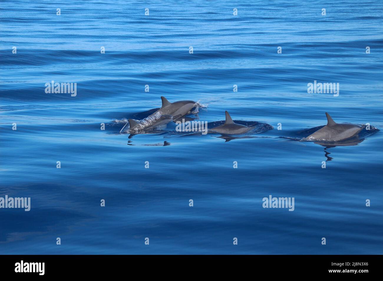 Four dolphin fins emerging from the deep waters of the Indian Ocean in ...