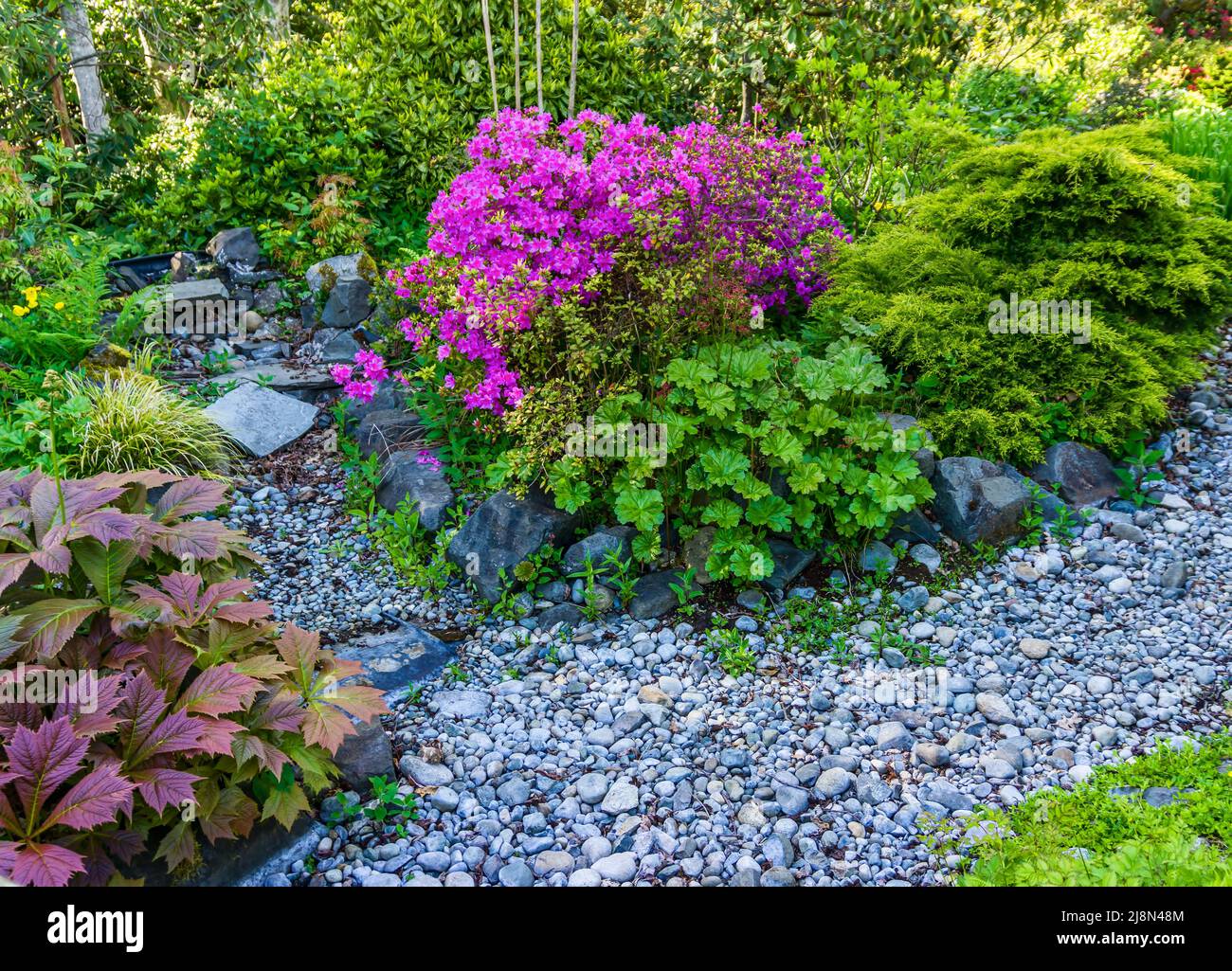 a dry stream bed and flower bush at Seatac, Washington Stock Photo - Alamy