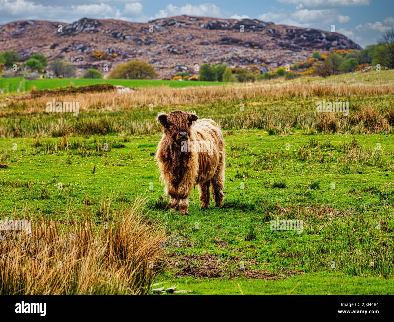 Highland cow roams free in the village of Plockton, Jewel of the ...