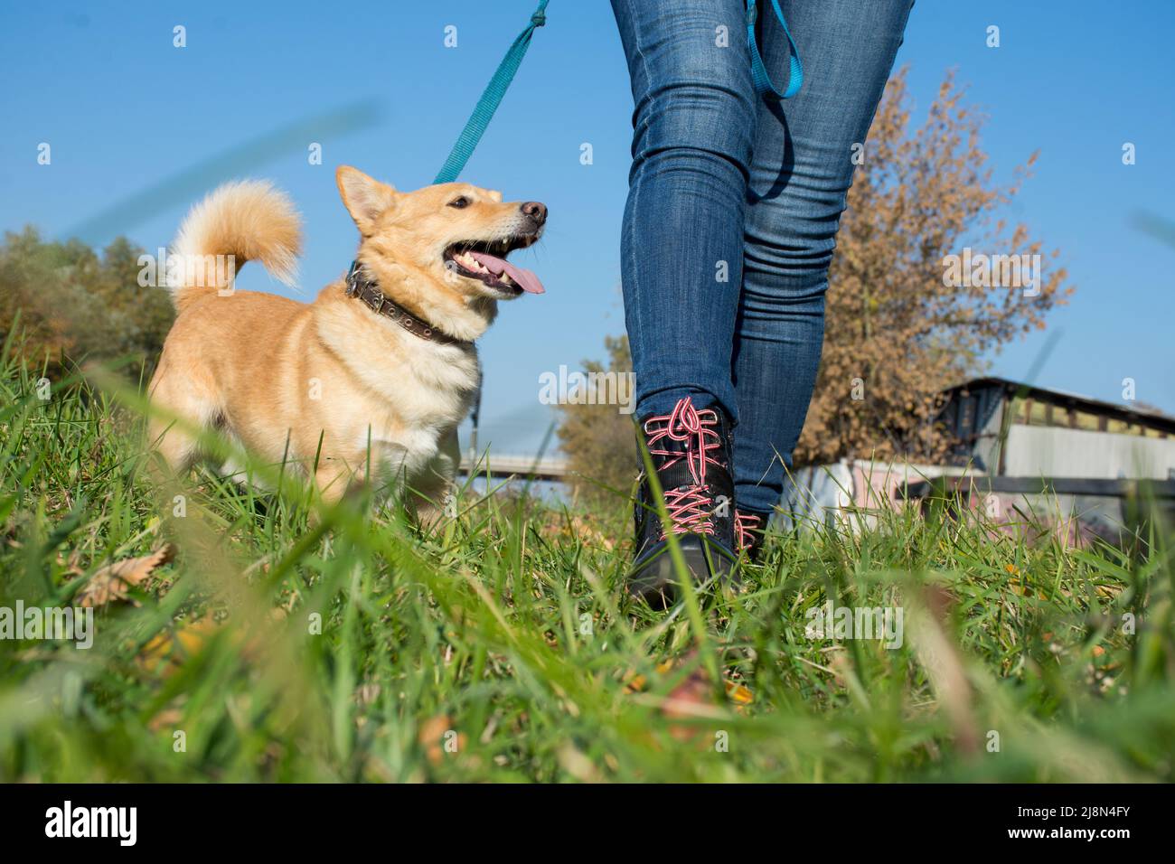 female legs in jeans take a step on the grass, walking a red dog Stock ...