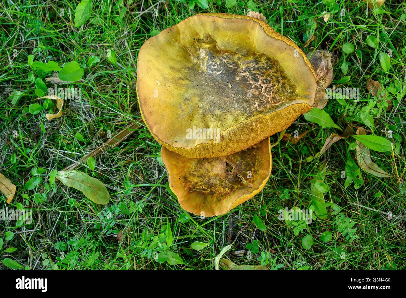Boletinellaceae mushroom forming fungus growing in the wild in the UK ...