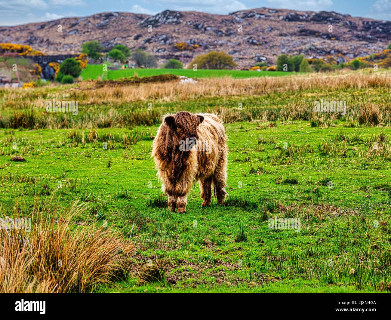Highland cow roams free in the village of Plockton, Jewel of the ...