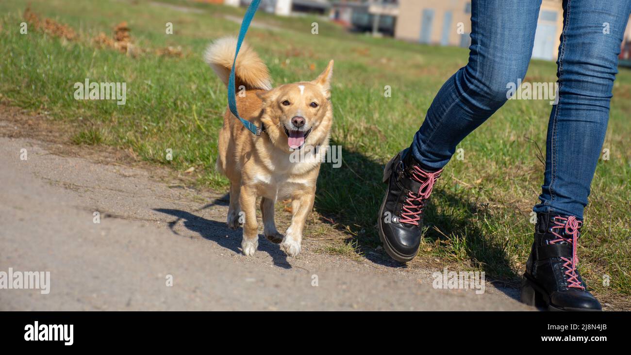 woman walking her red dog outside the city Stock Photo - Alamy