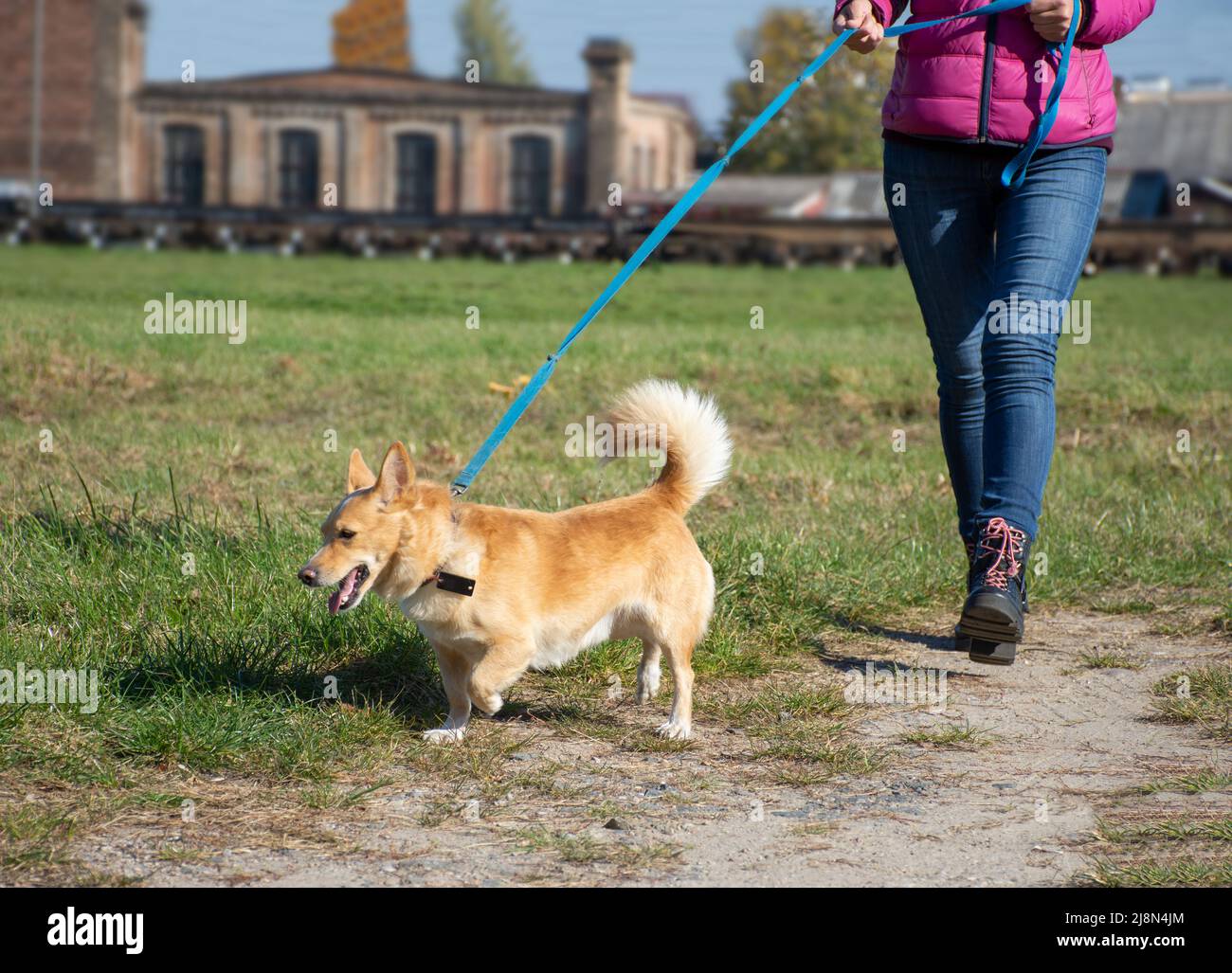 woman walking with her red dog Stock Photo - Alamy