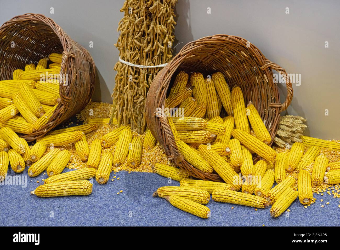 Corn Cobs Maize Ears Farm Harvest Spill Basket Stock Photo - Alamy