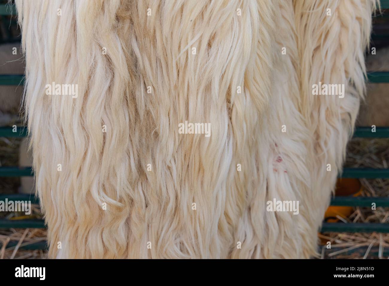 Real Sheepskin Wool Natural Material From Sheep Farm Stock Photo - Alamy