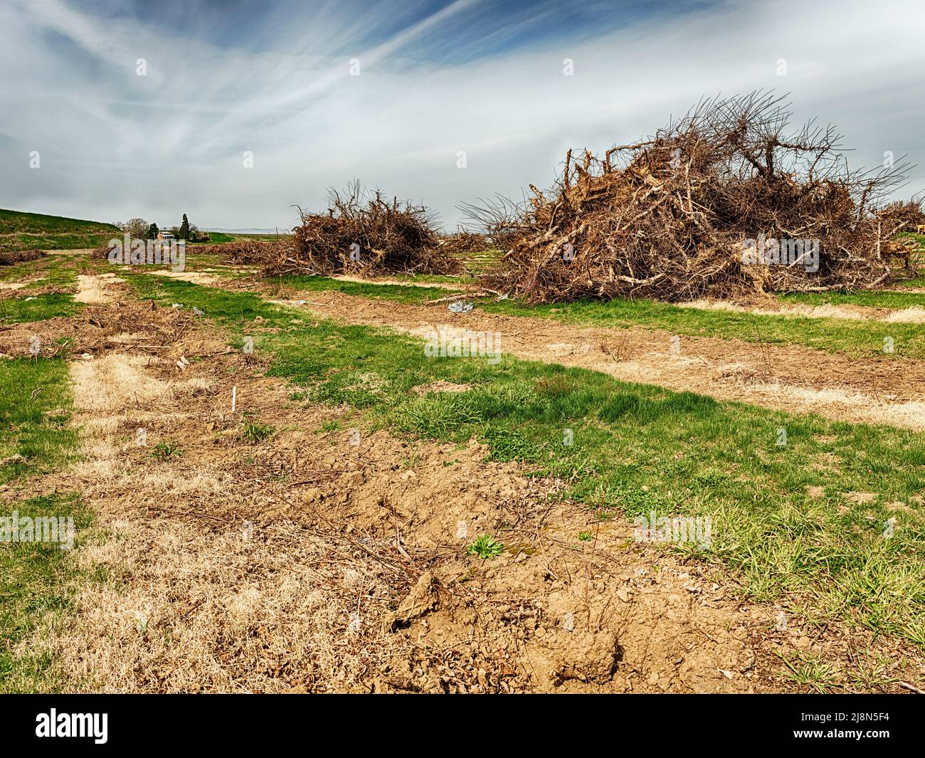 Apple trees have been pulled out in an orchard that will be replanted ...