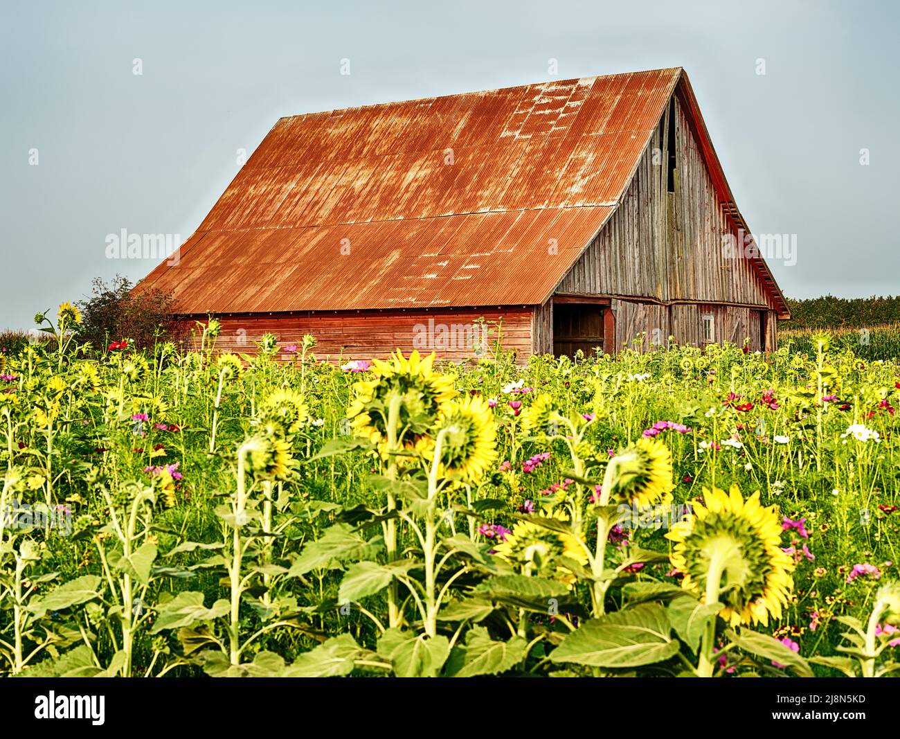Old barn with sunflowers hi-res stock photography and images - Alamy