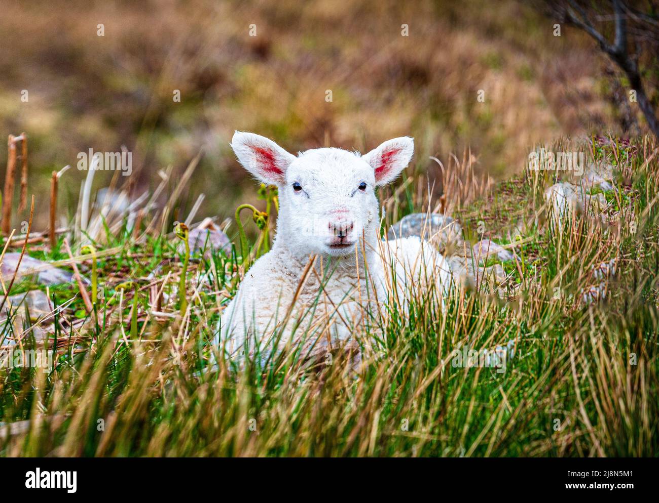 Carefree young spring lamb frolicking in the field , Plockton, Jewel of ...