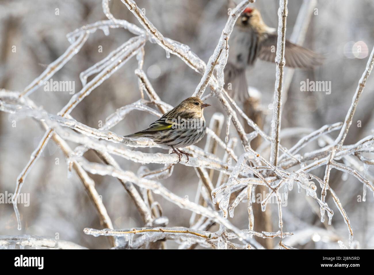 Pine Siskin, Spinus pinus, in ice covered tree in Winter, Brownsburg ...