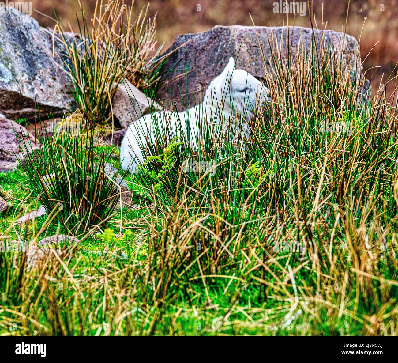 Carefree young spring lamb frolicking in the field , Plockton, Jewel of ...