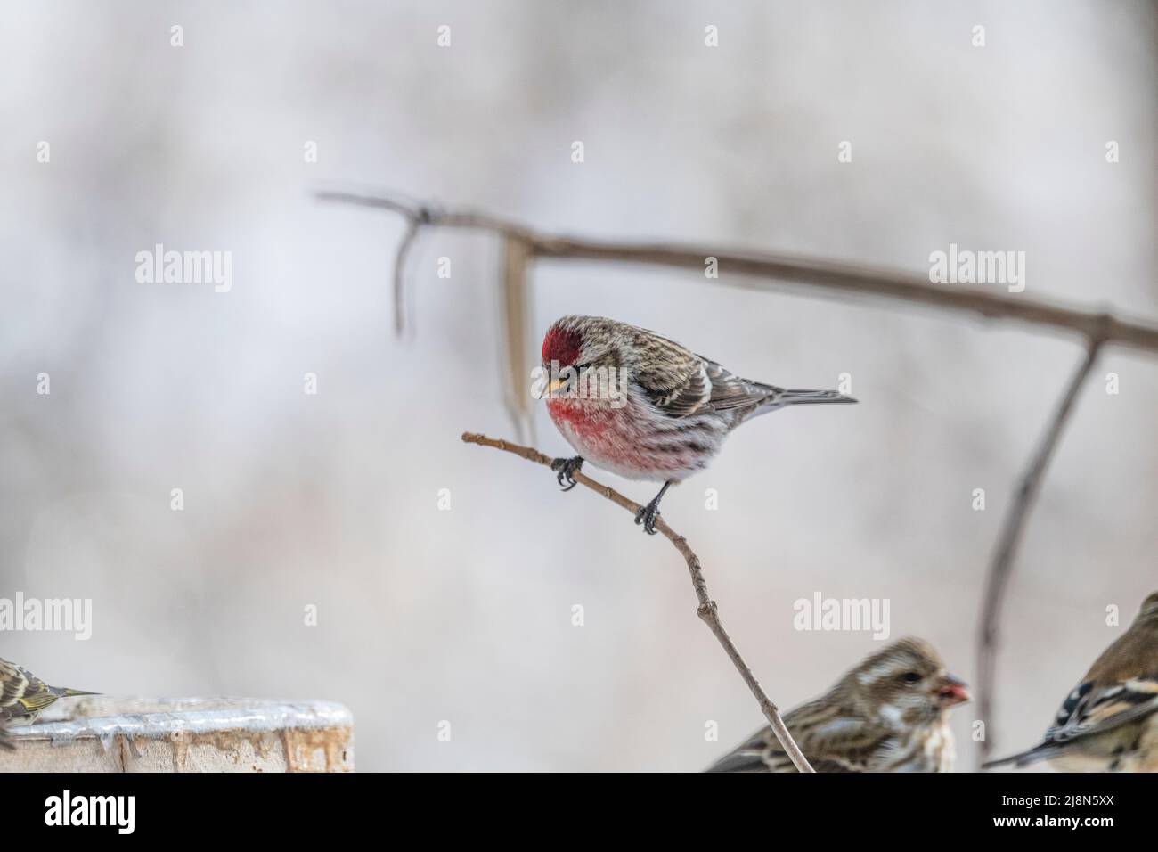Male common redpoll,Acanthis flammea