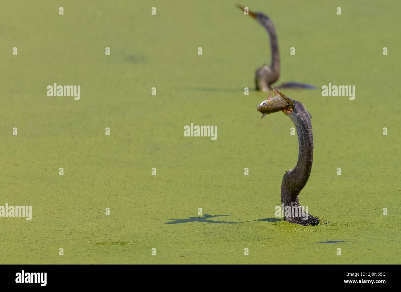 Oriental Darter or Indian snake bird (Anhinga melanogaster) catching ...
