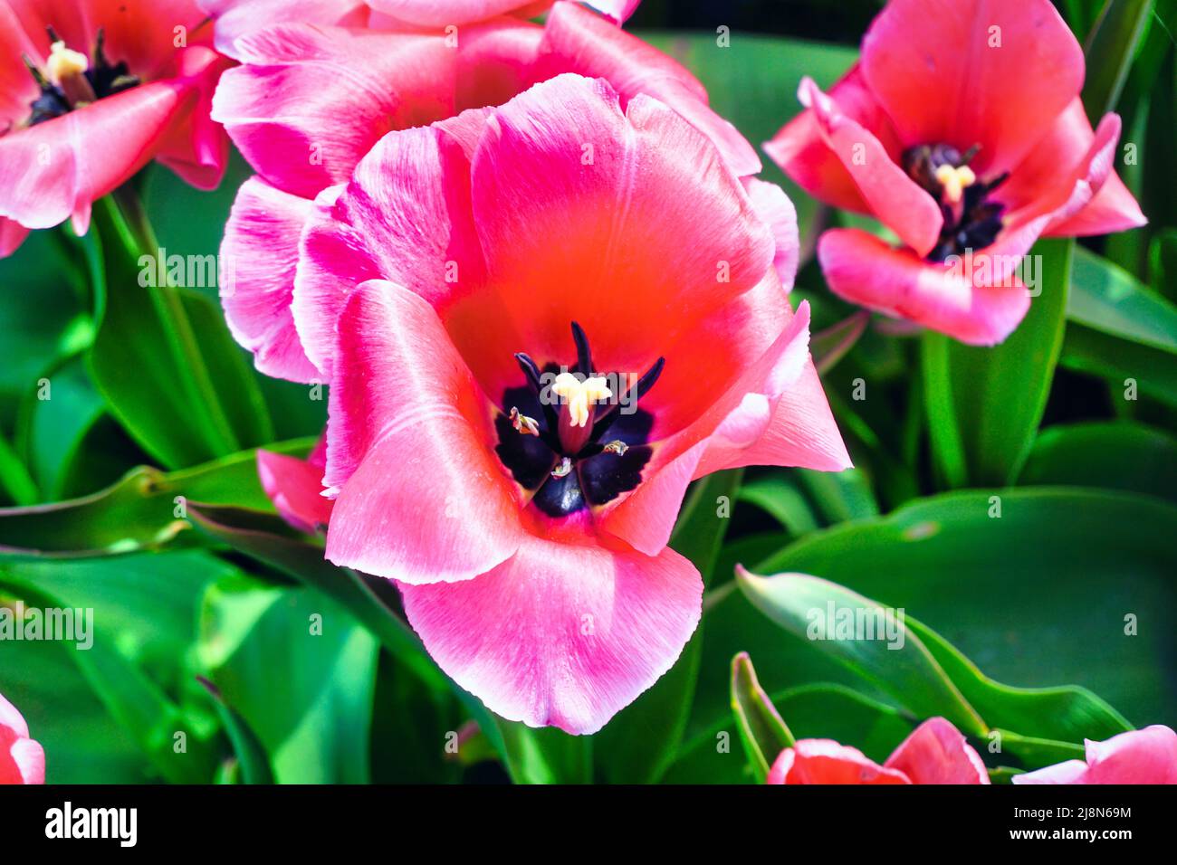 Single pink tulip in garden Stock Photo - Alamy